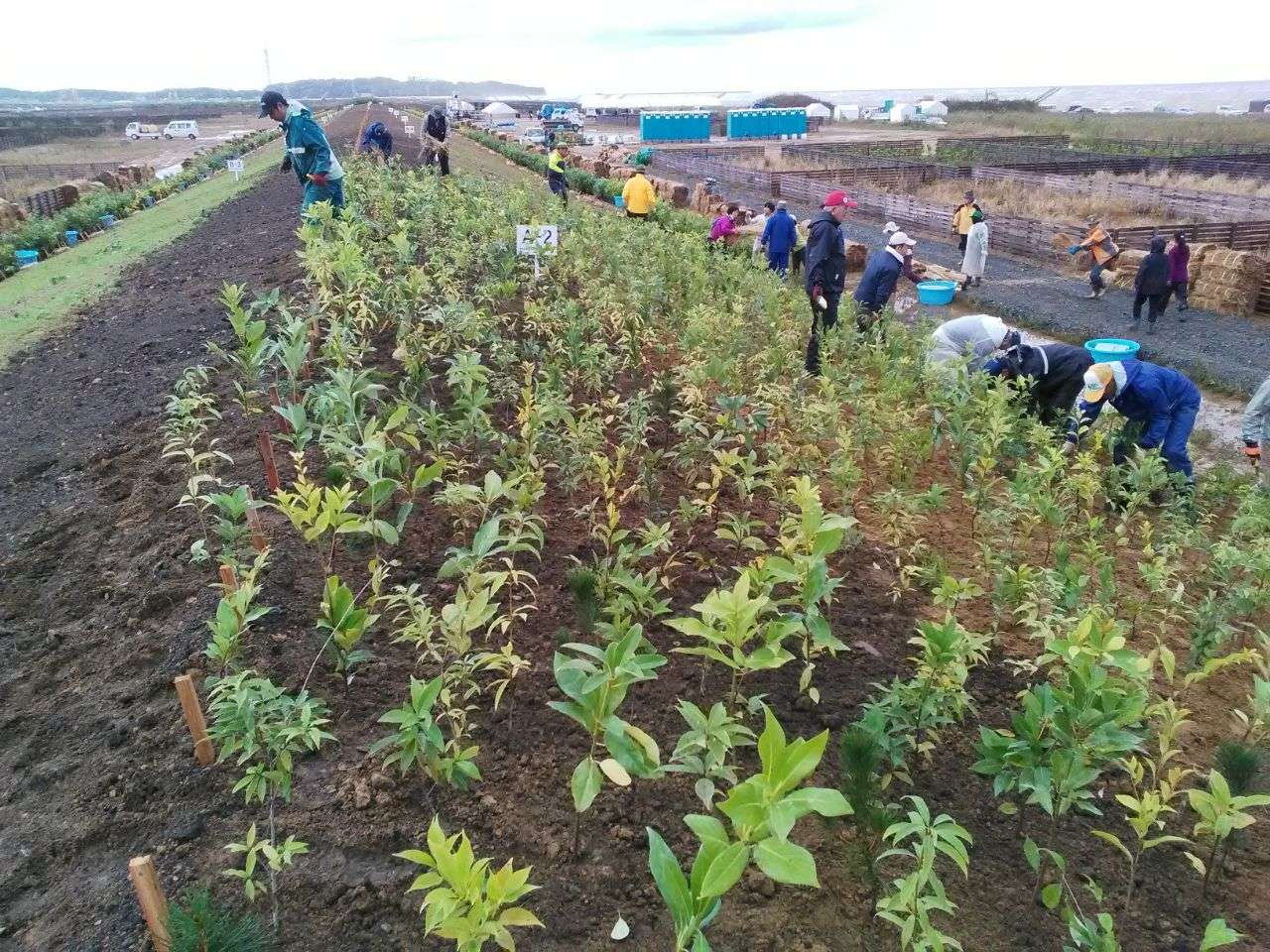 The Miyawaki method – Boomforest