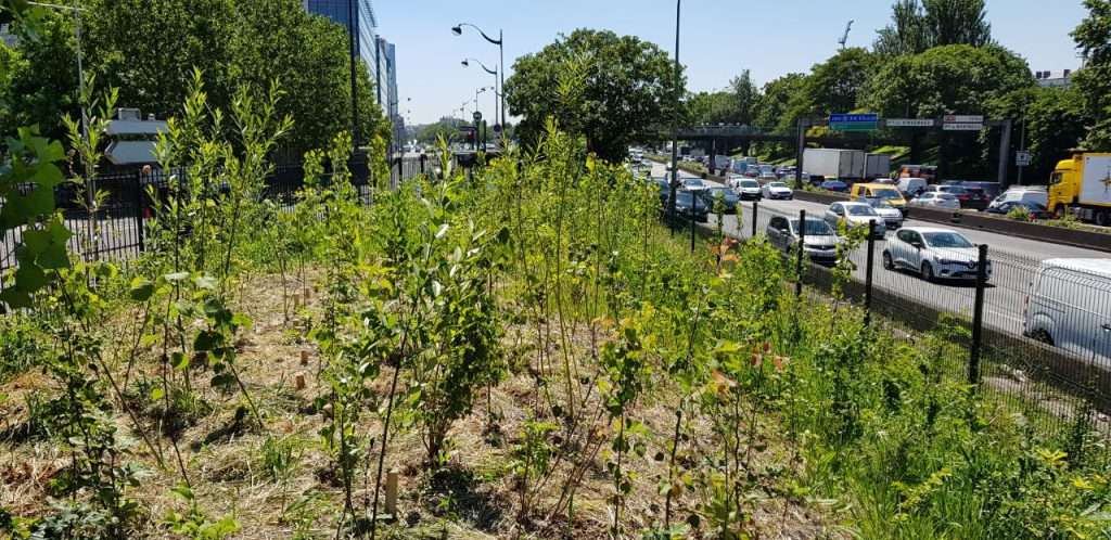 Boomforest – Planting mini-forests for life